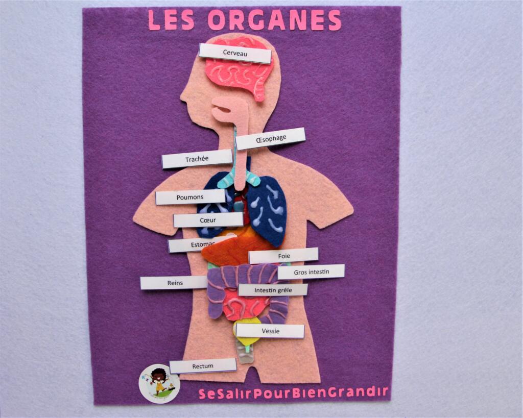 Les organes – Se Salir Pour Bien Grandir