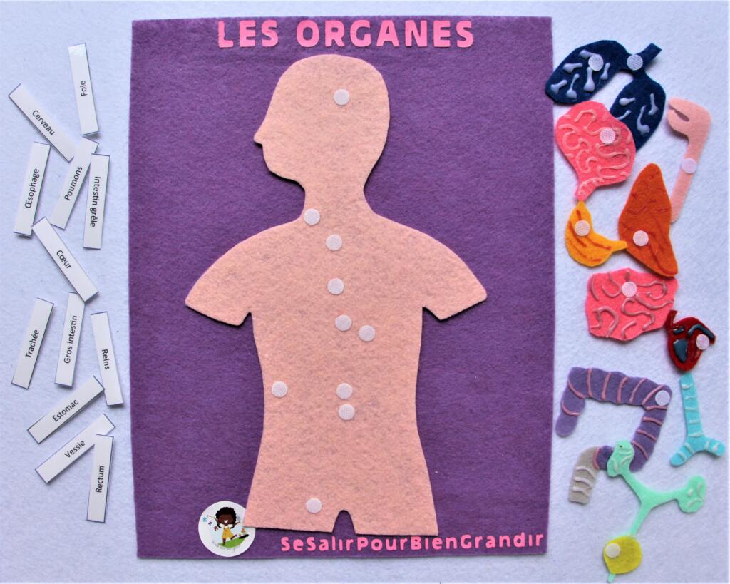 Les organes – Se Salir Pour Bien Grandir
