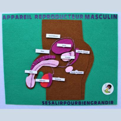 L’appareil reproducteur masculin – Se Salir Pour Bien Grandir